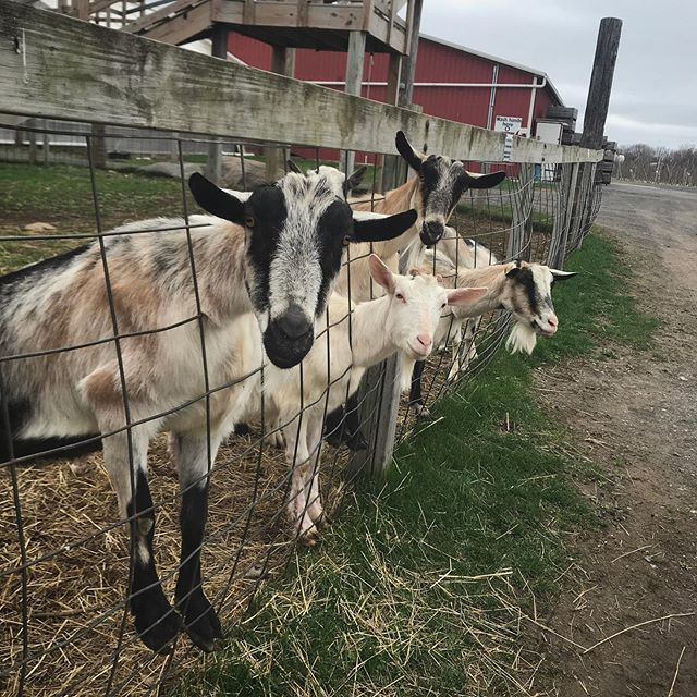 Our goats are ready to run! these guys a