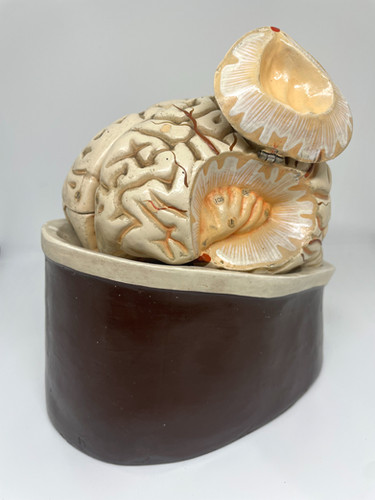 Vintage Human Brain Anatomical Model | Patina Theory