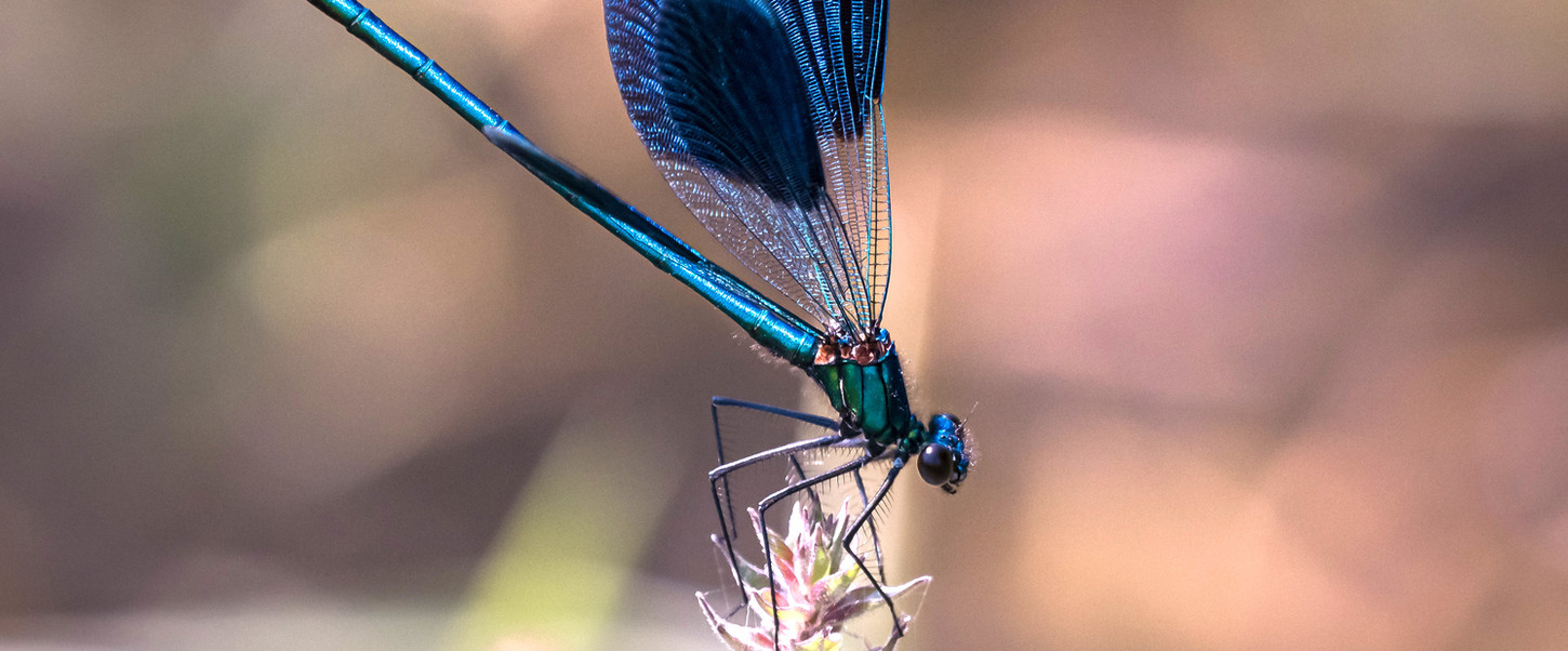 INSECTS | Iris Wegmann