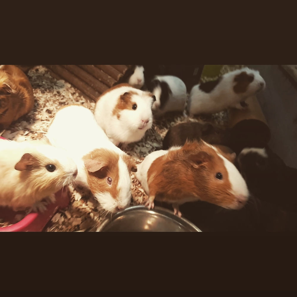 fantastic Guinea pig family