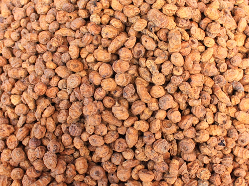 Buy Tiger Nuts plant | Hillside Herbs