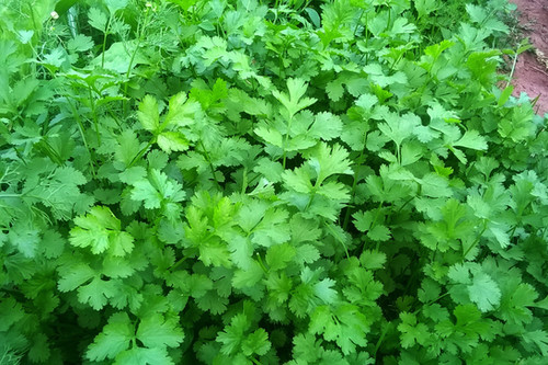 Buy Coriander (cut and come again) plant | Hillside Herbs
