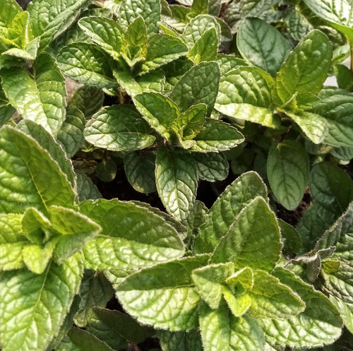 Buy Mint Berries and Cream plant | Hillside Herbs