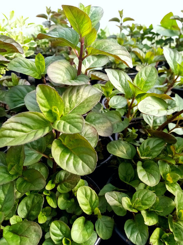 Buy Basil Mint herb plant | Hillside Herbs