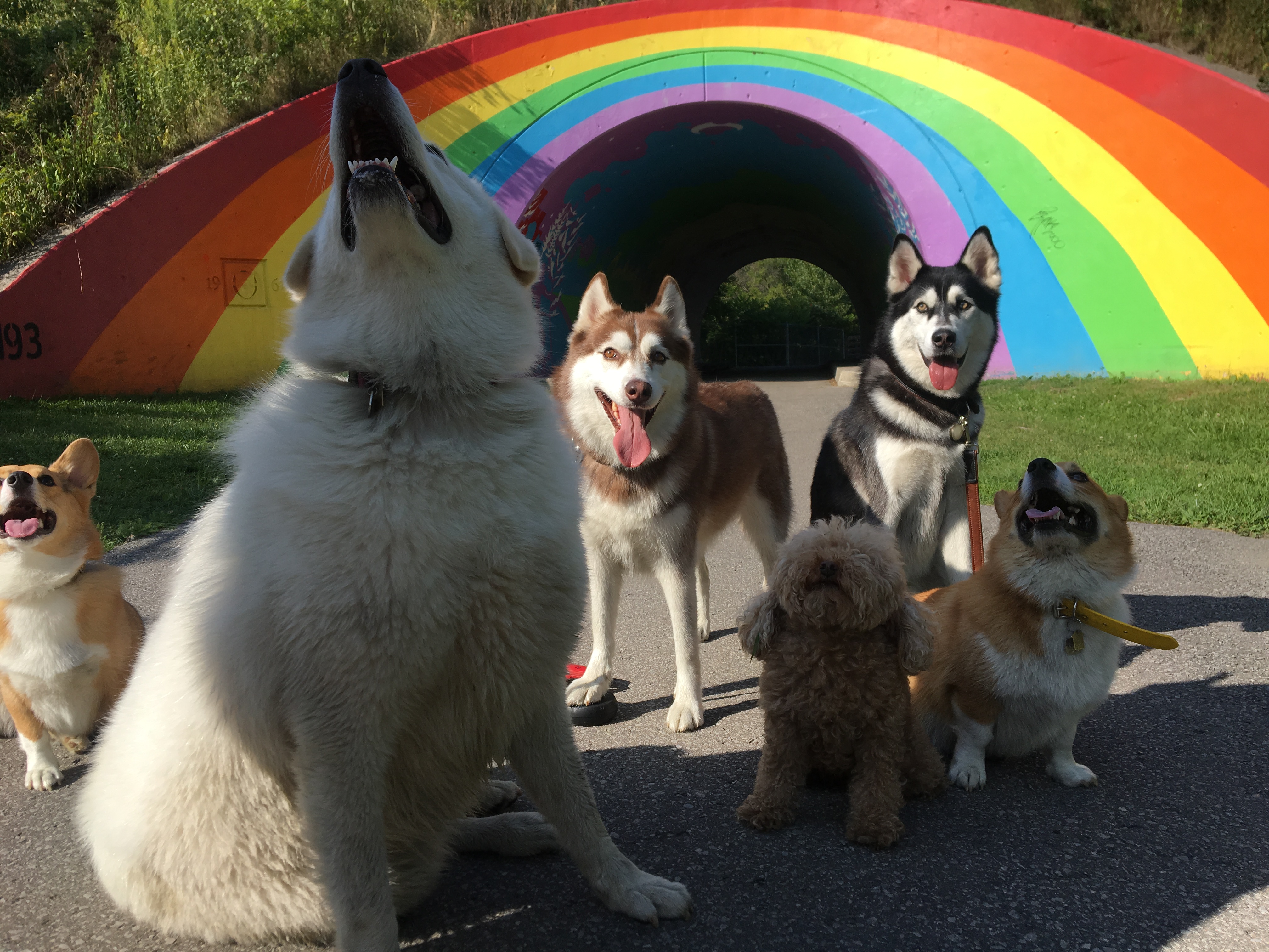 Home | K.A.G. Pet | Toronto