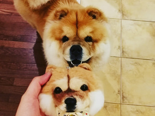 Home | K.A.G. Pet | Toronto