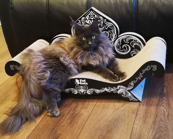 3 Fat Cats | Cat Scratch Furniture | Lanark | Scotland