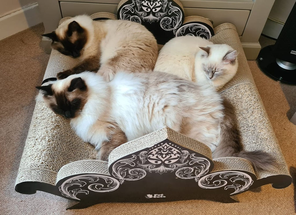 3 Fat Cats | Cat Scratch Furniture | Lanark | Scotland