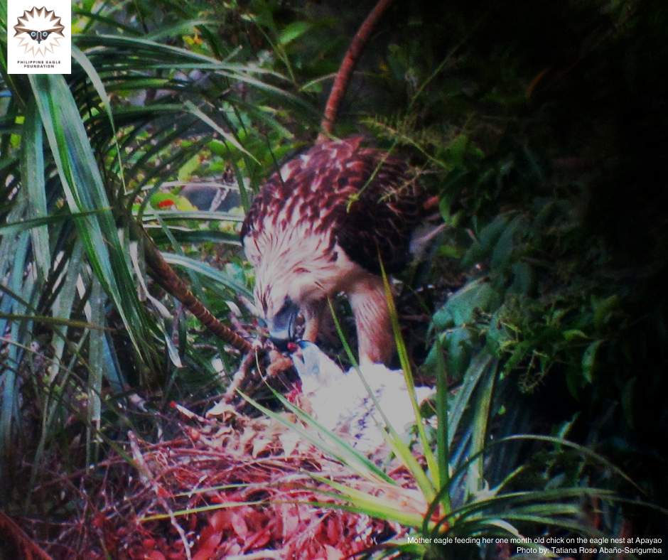 Isnag and eagle stronghold Apayao inscribed as new UNESCO Biosphere Reserve