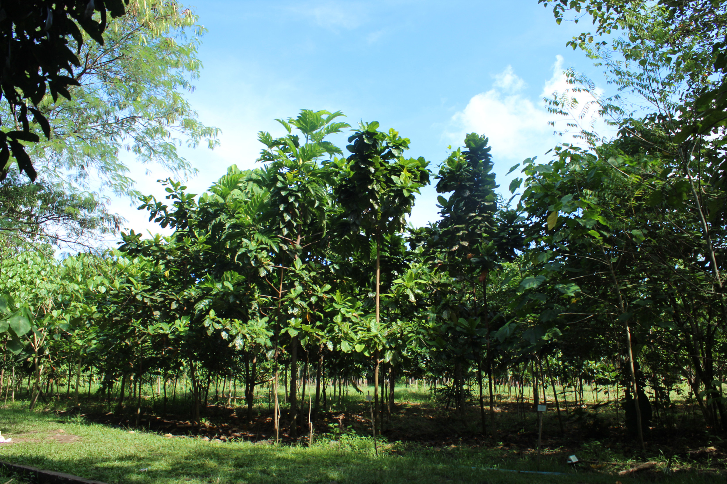 Forest Restoration | PEF