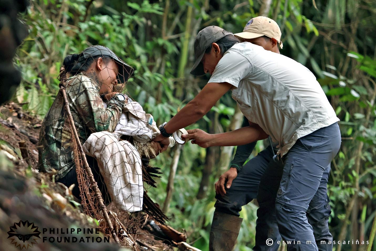 The Successful Rescue of the One-eyed Philippine Eagle at Lipadas River ...