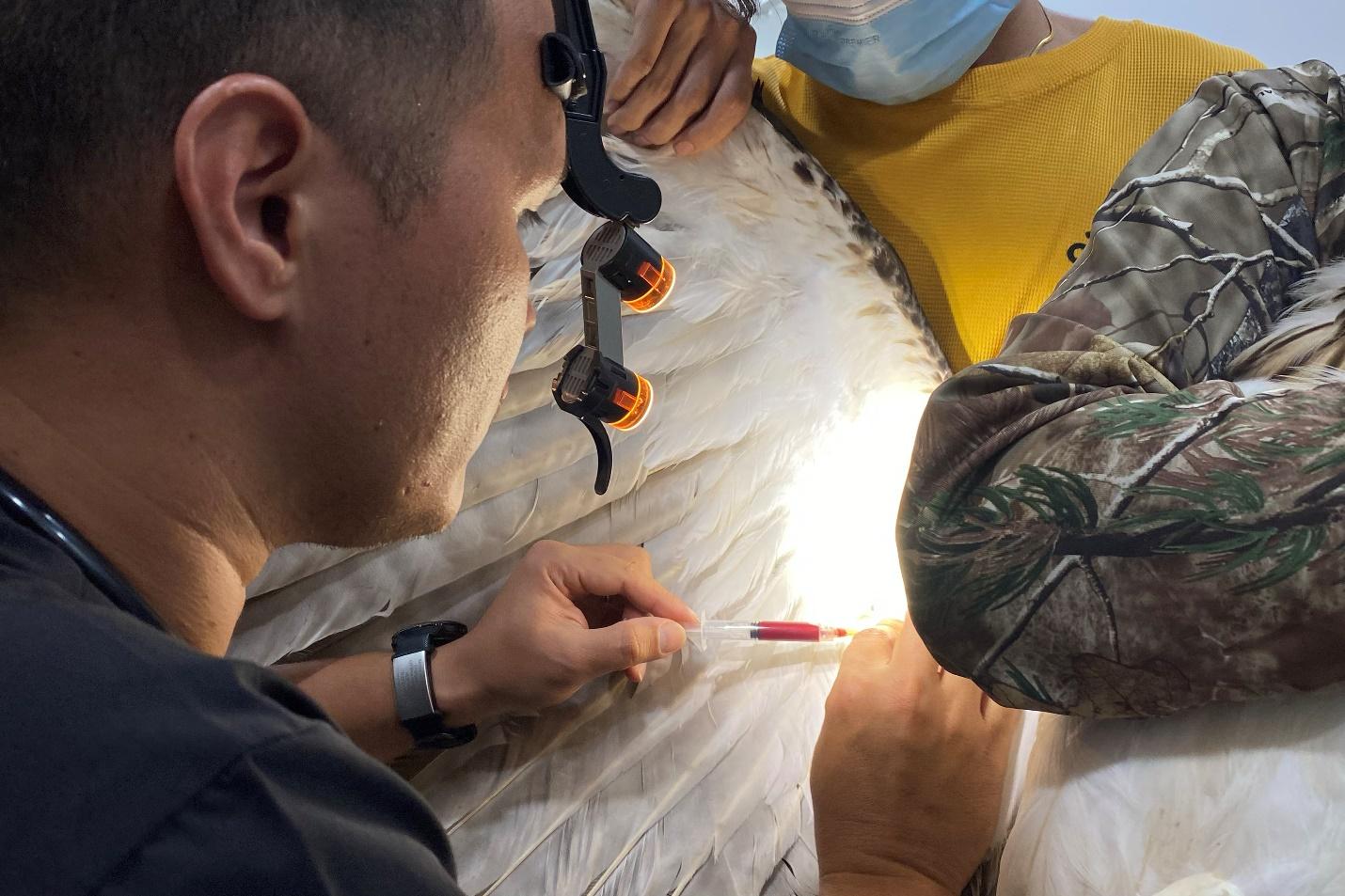 The Successful Rescue of the One-eyed Philippine Eagle at Lipadas River ...