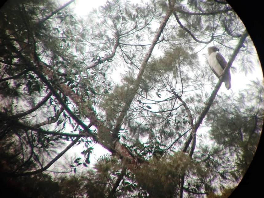 Bagobo Klata Caring for Forest and Eagles