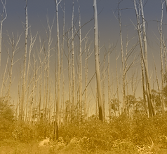 BAL 29 | Bushfire Construction Reference Guide | AS3959:2018