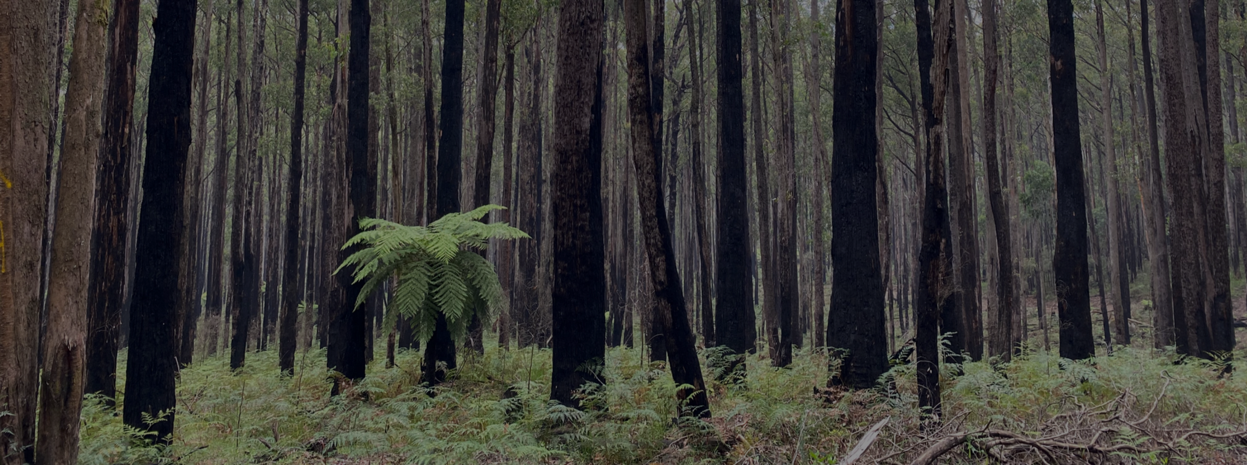 Bushfire Management Overlay | BMO | Victoria