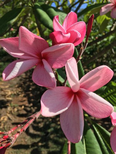 Preecha 18 | frangipani-farm