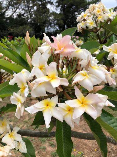 Pupukea Crepe | frangipani-farm