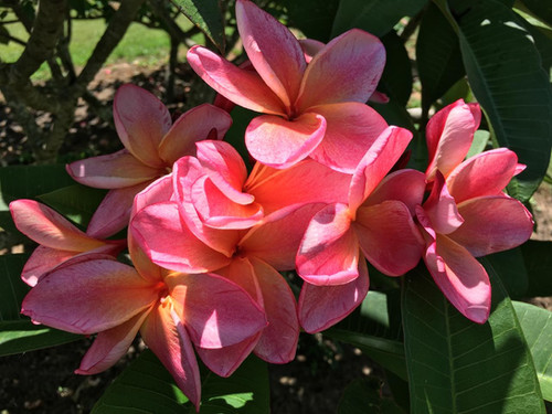 Ploy Chompoo | frangipani-farm