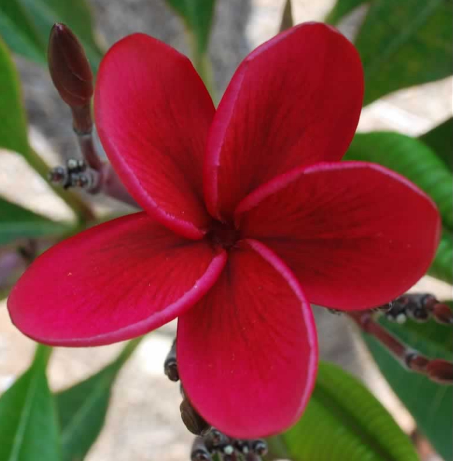 Varieties A - I | frangipani-farm