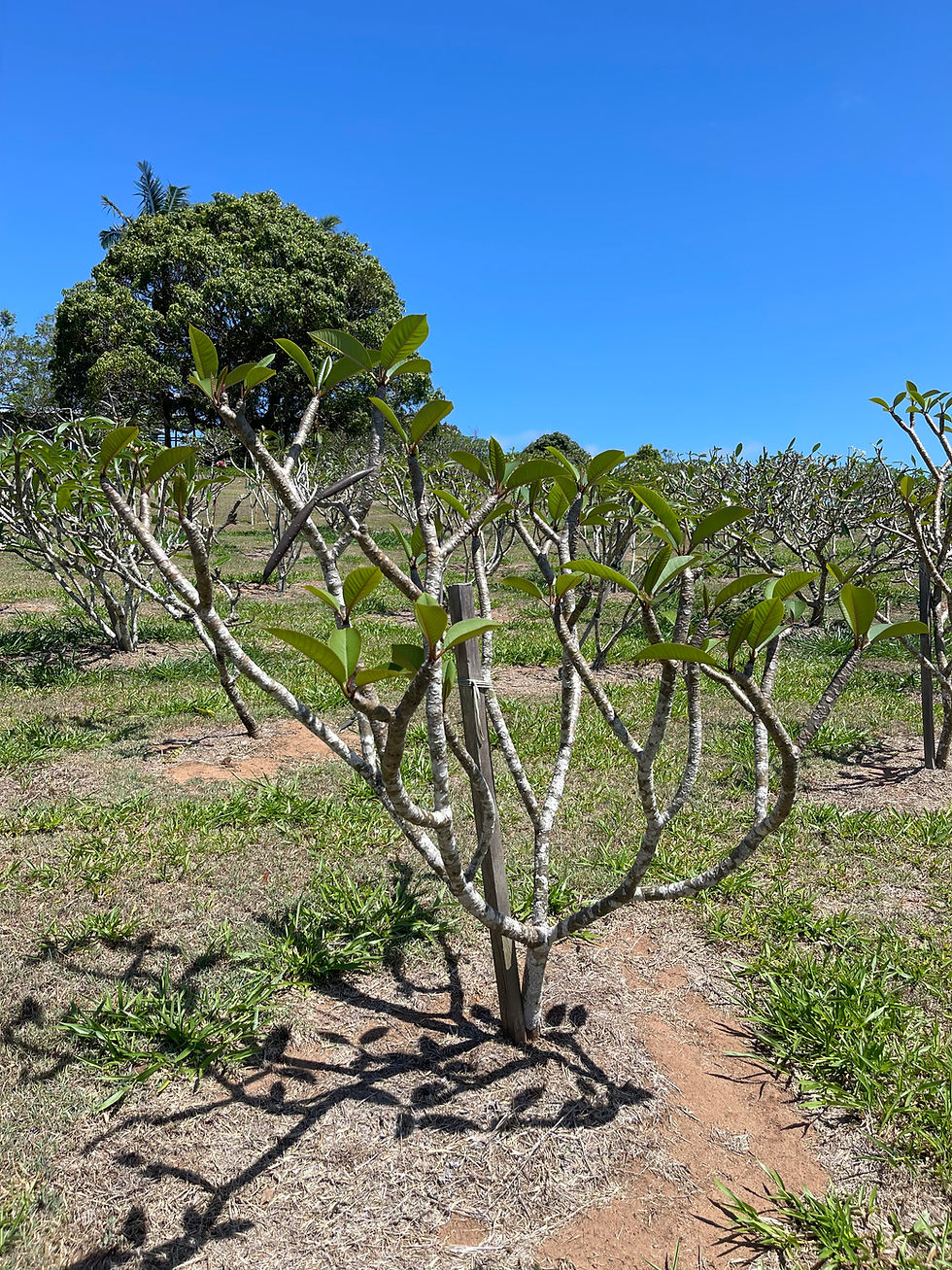 Advanced Trees | frangipani-farm