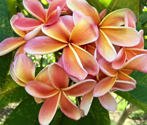 Giant Fruit Salad | frangipani-farm