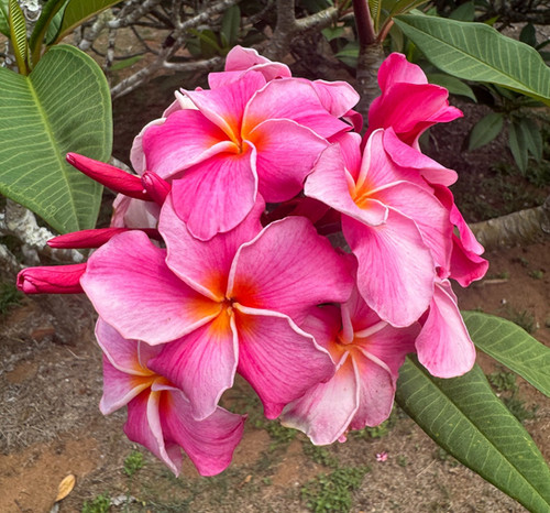 Preecha 35 - Thai Raspberry Sundae | frangipani-farm