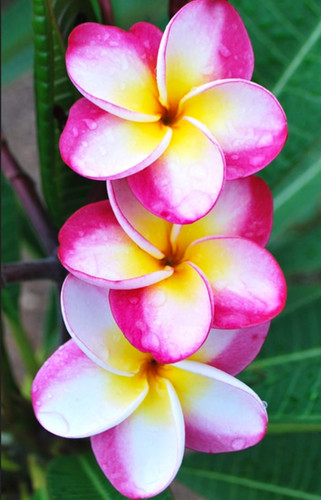 Danai Delight | frangipani-farm