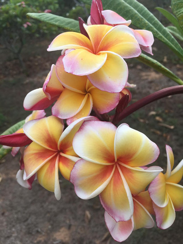 Gamman | frangipani-farm