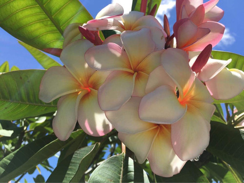 Daisy Wilcox | frangipani-farm