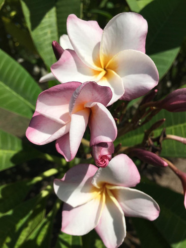 Preecha 34 | frangipani-farm