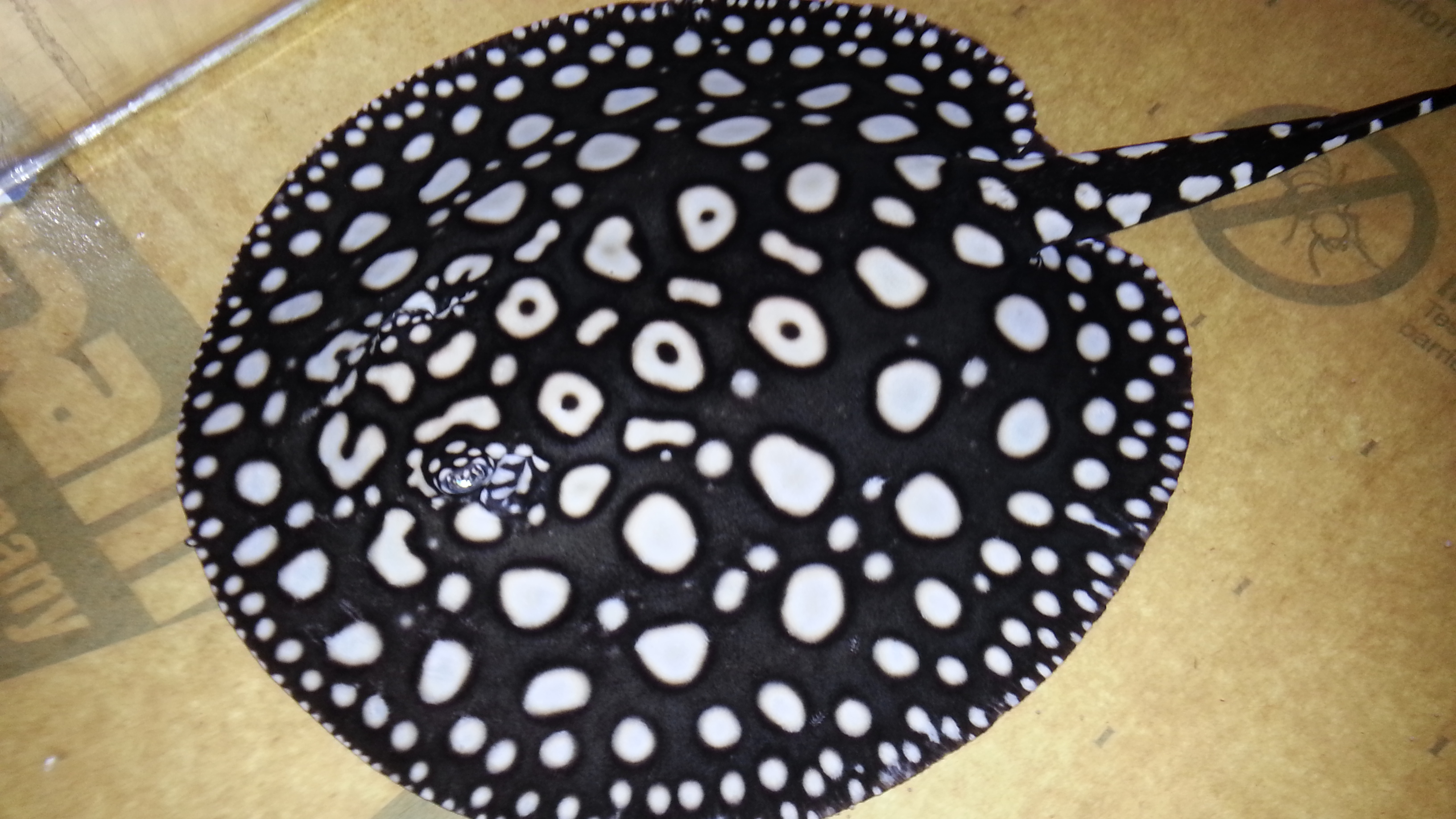 Stingray Gallery | Center for Stingray Biology