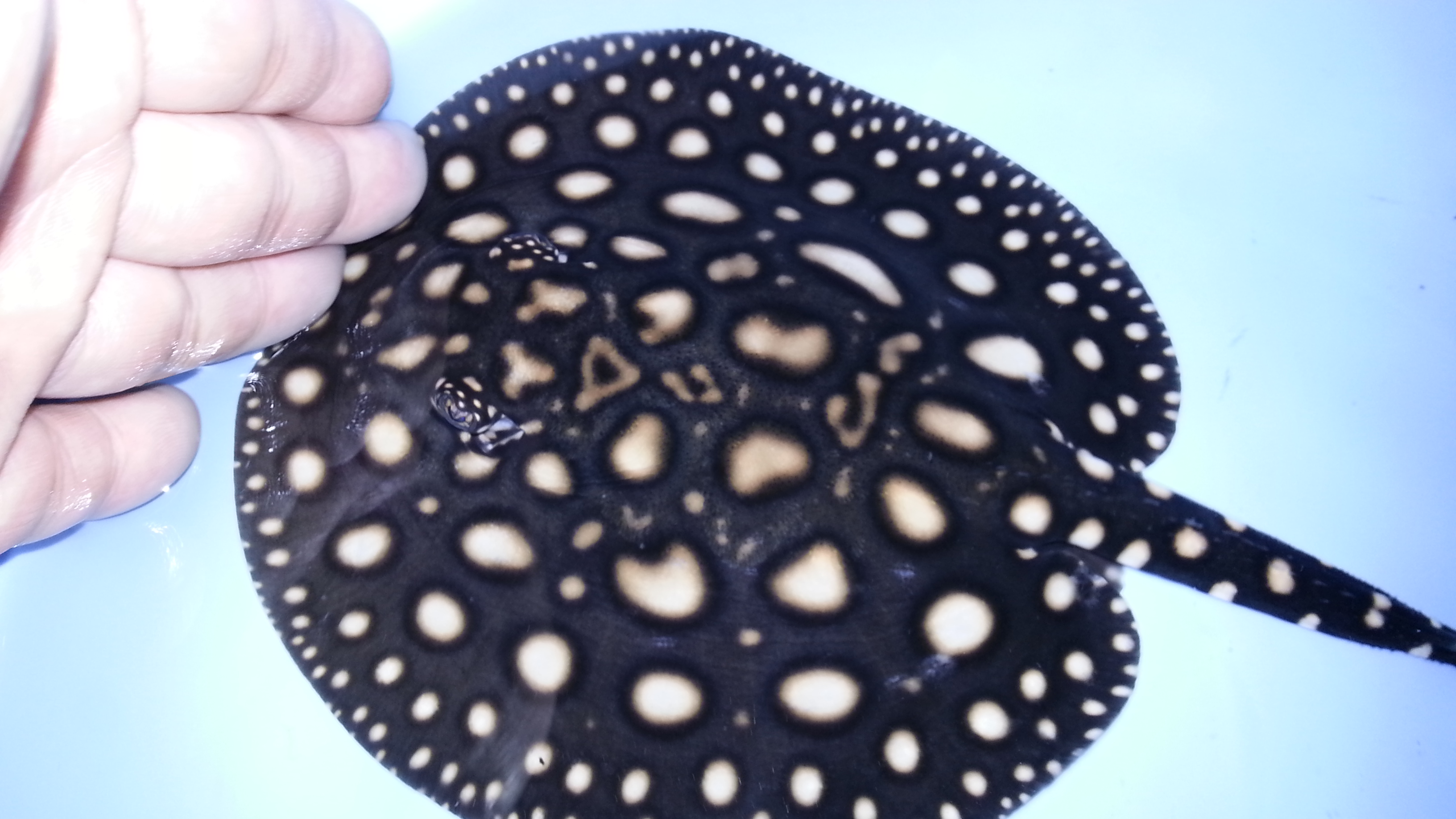 Stingray Gallery | Center for Stingray Biology