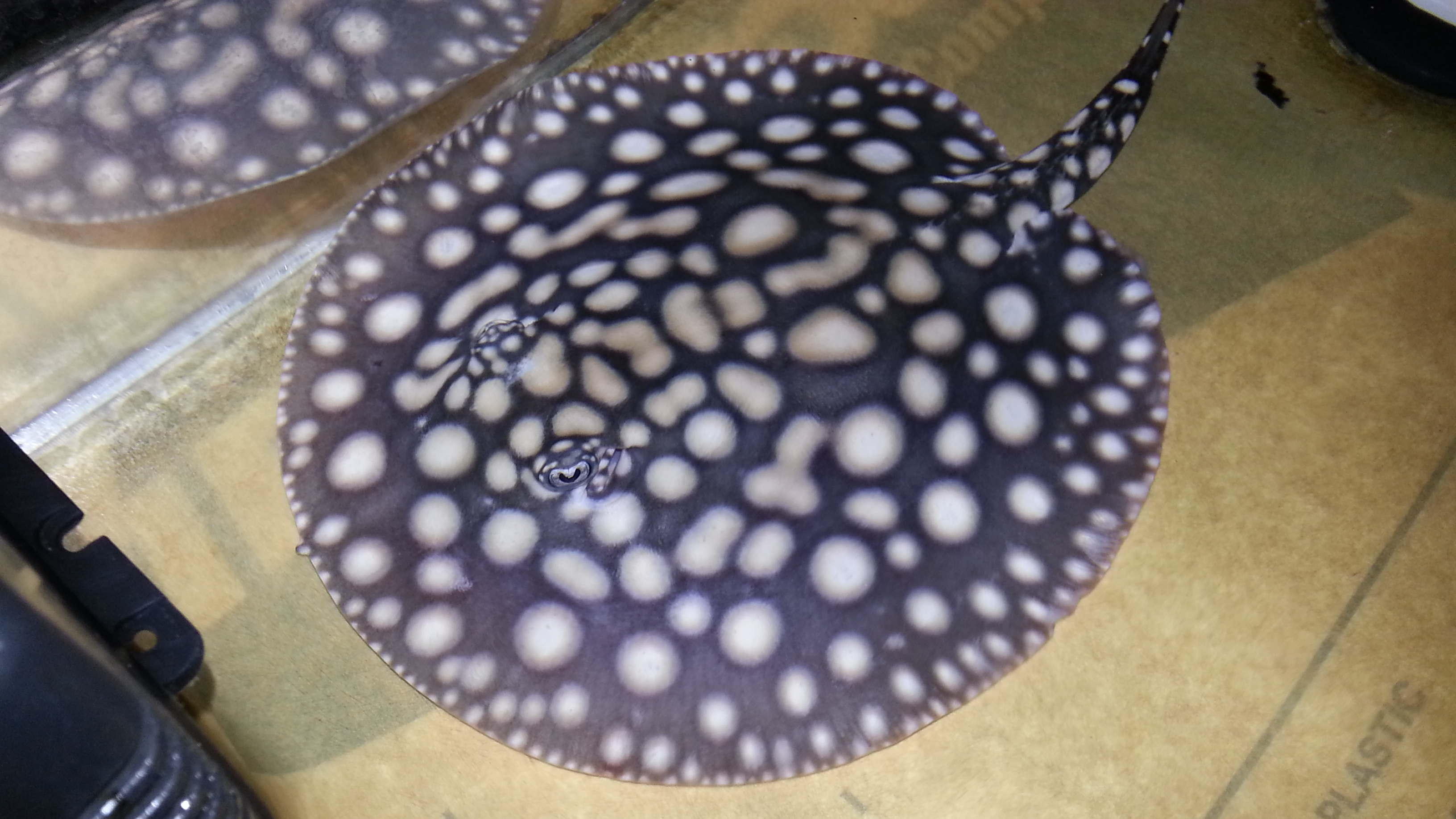 Stingray Gallery | Center for Stingray Biology