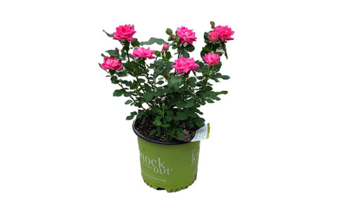 3 Gallon Knock Out Rose | normankeilnurseries