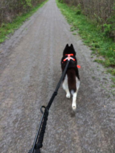 CTC Dog Gear 1-dog Bikejoring Kit | ctcdoggear-usa