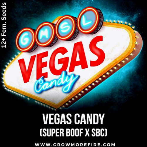 VEGAS CANDY (Super Boof X Super Buff Cherry #26) | Grow More Fire