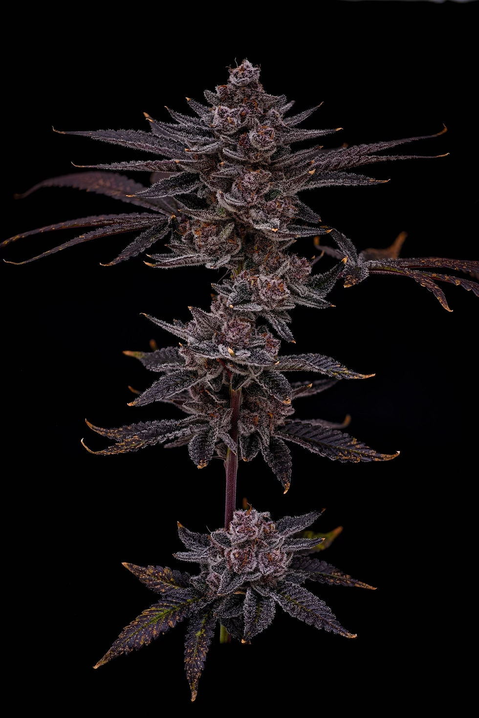 Shop Grow More Stress Less shop-grow-more-stress-less