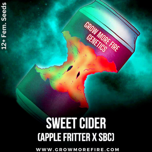 SWEET CIDER (Apple Fritter X Super Buff Cherry #26) | Grow More Fire
