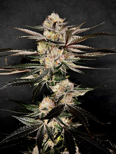SubZero Warheadz (Sub Zero #10 X Galactic Warheadz) 12 Fem Seeds | Grow ...
