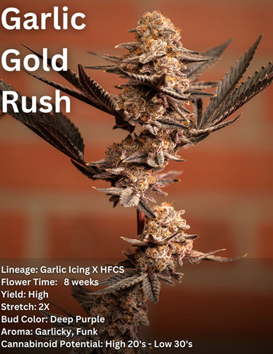 Garlic Gold Rush (Garlic Iching x HFCS) 12 feminized seeds | Grow More Fire