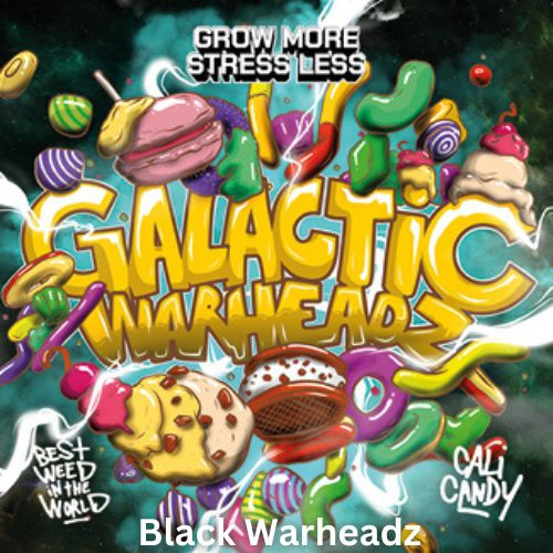 Black Warheadz (Black Cherry Runtz x Galactic Warheadz) 12 Fem Seeds ...