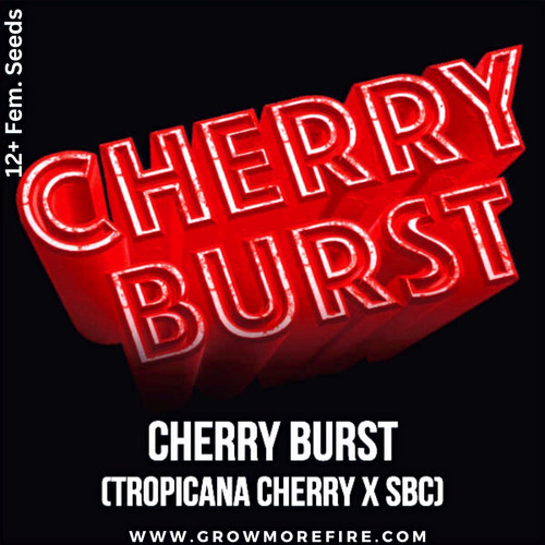 CHERRY BURST (Tropicana Cherry X Super Buff Cherry #26) | Grow More Fire