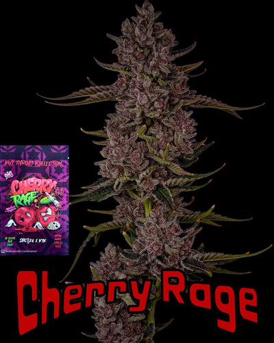 CHERRY RAGE ( Super Buff Cherry X KTK) | Grow More Fire