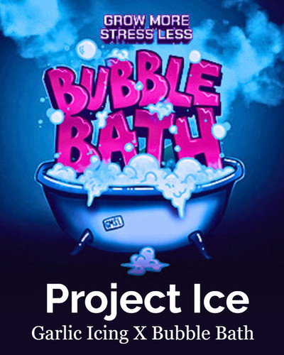 Project Ice (Garlic Icing X Bubble Bath) | Grow More Fire