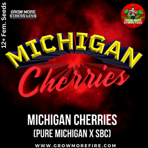MICHIGAN CHERRIES (Pure Michigan x Super Buff Cherry #26) | Grow More Fire