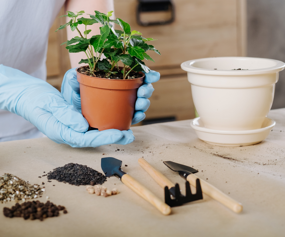 Benefits of Compost for Indoor Plants – Beyond Earth