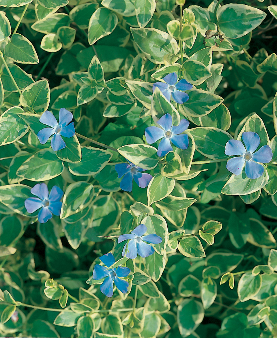 Vinca major variegata