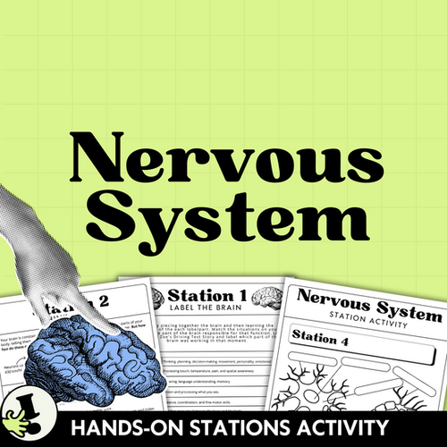 Nervous System Station Activity: Body Systems for Middle & High School ...