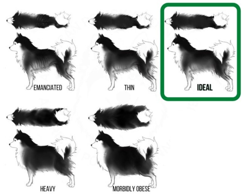 Pomsky Weights and Size