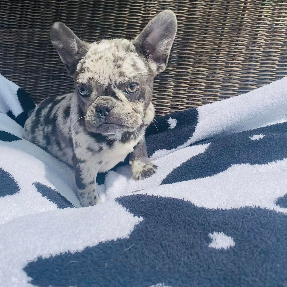 Blue Merle Frenchie | FrenchBulldog.com